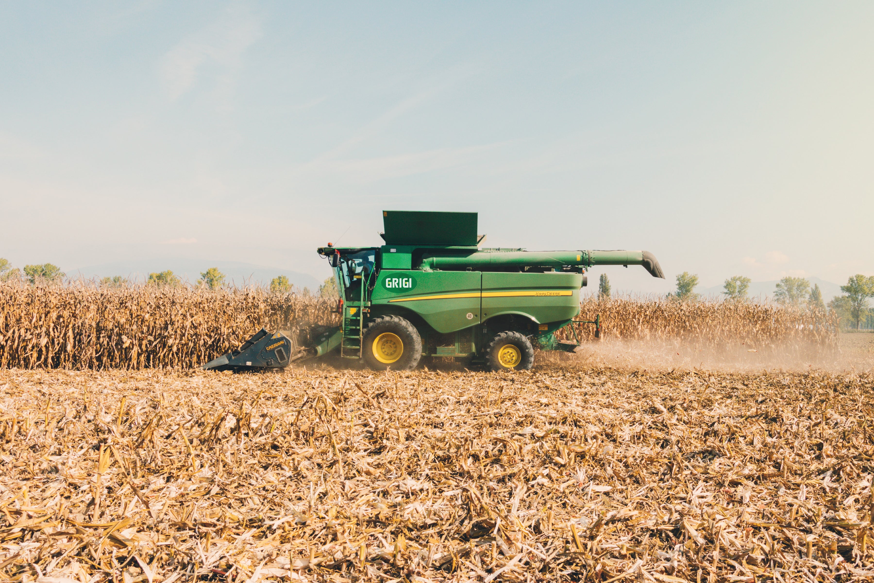 Our Material – Conifer