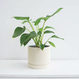 Hemlock Planter – Conifer