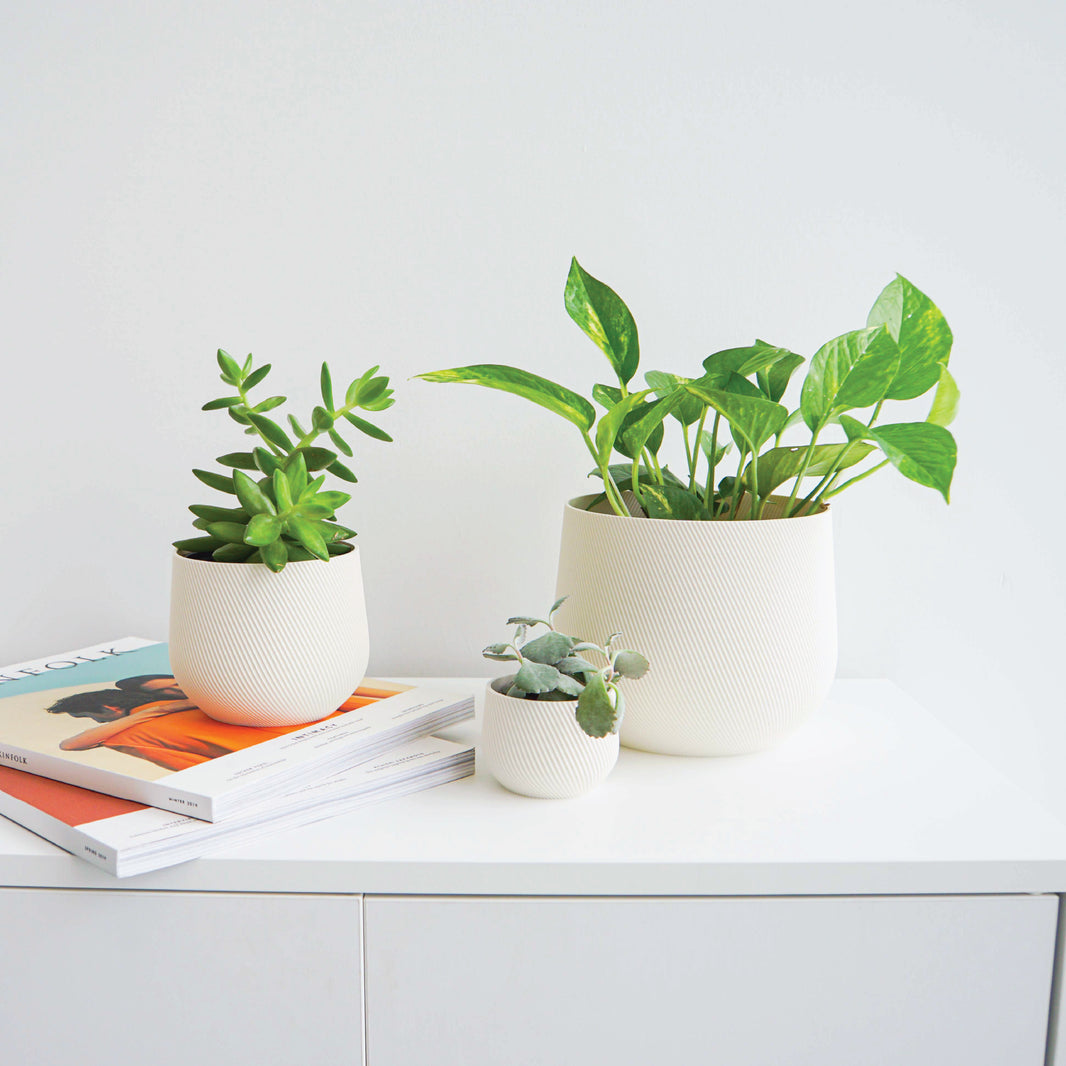 Planters – Conifer