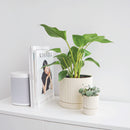 Hemlock Planter – Conifer