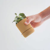 Hemlock Planter – Conifer