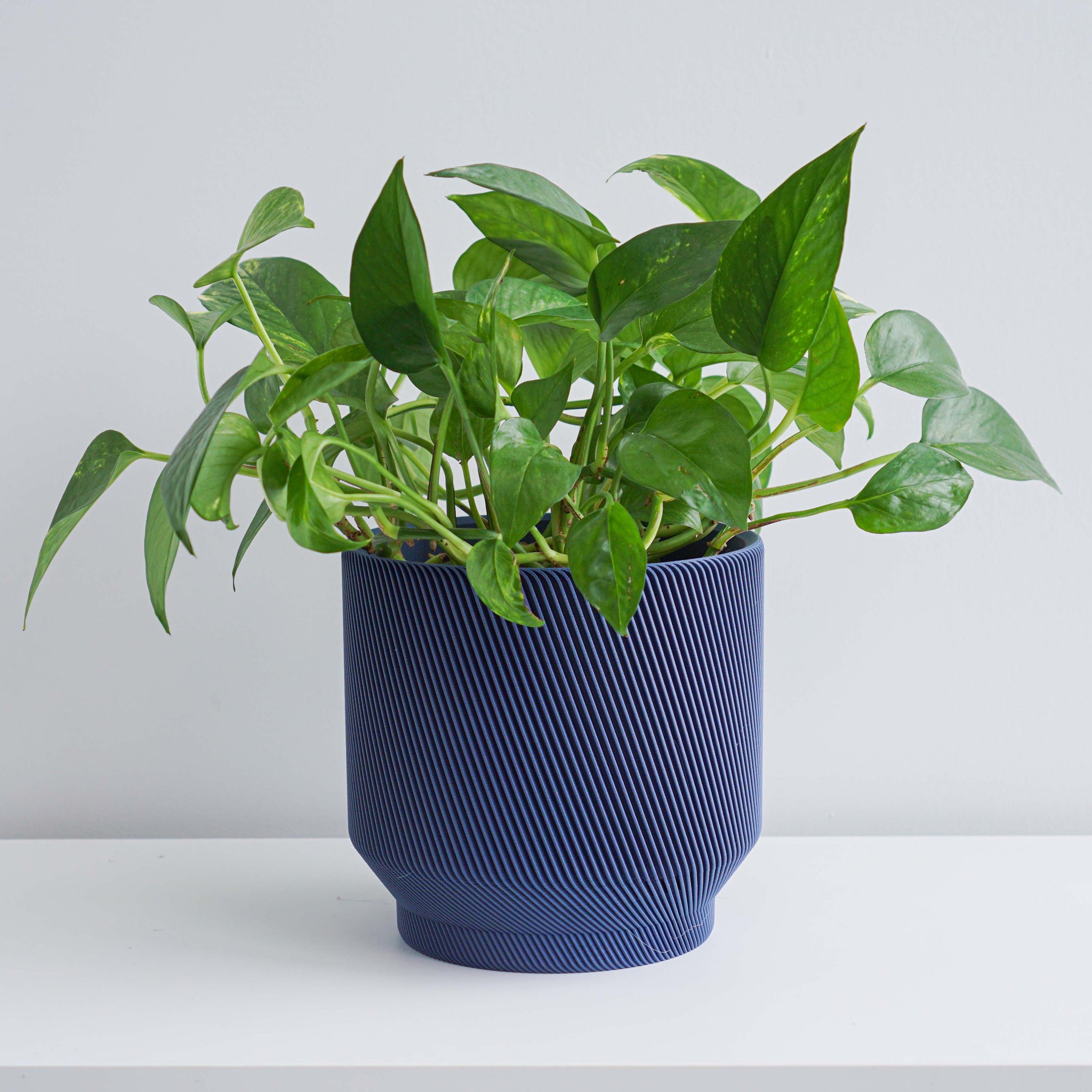 Spruce Planter – Conifer